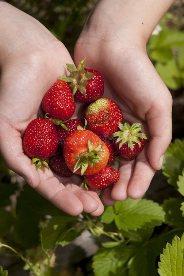 Showing Freshly Picked Strawberries. Stock Image - Image of dessert ...