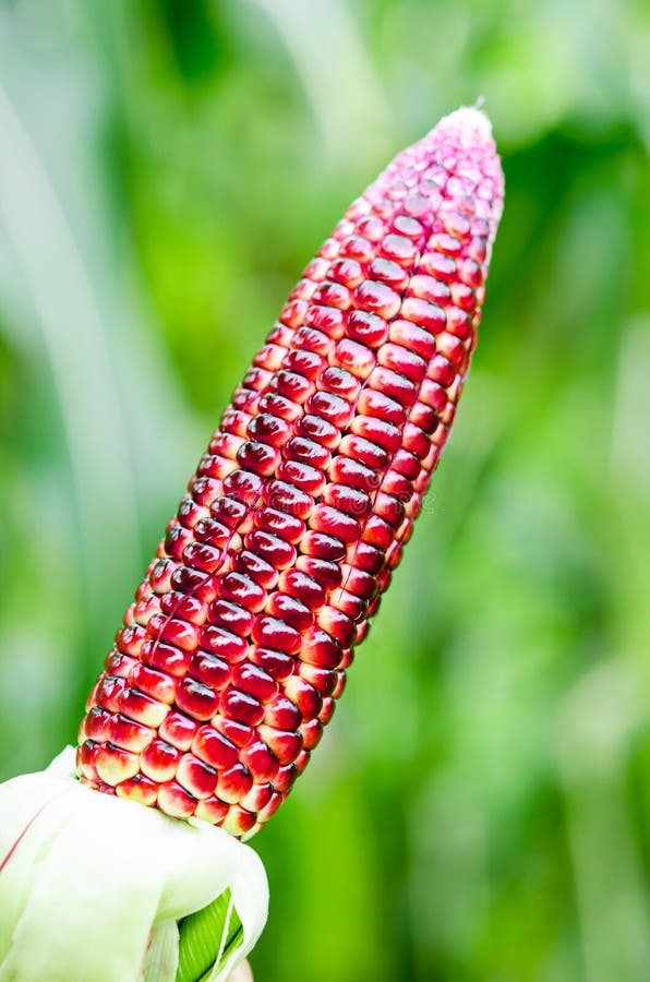 Showing Harvest Fresh Red Corn Stock Photo - Image of corn, growth ...