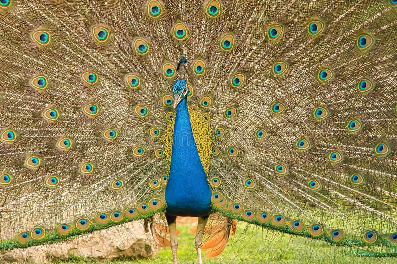 Angry Peacock with the Beautiful Feathers Stock Photo - Image of ...