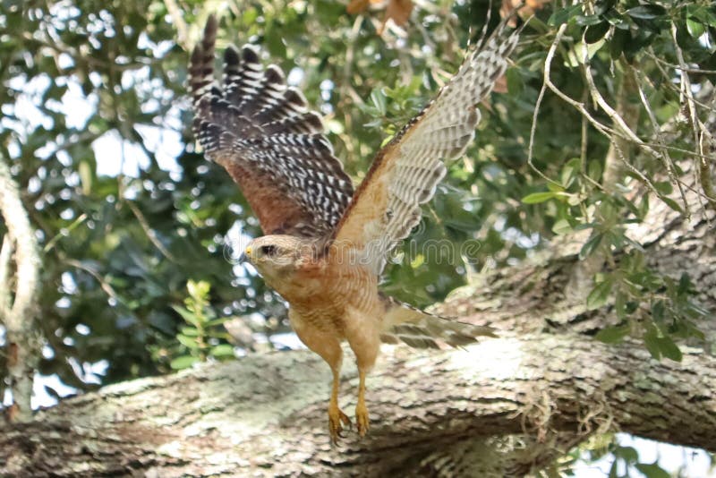 Hawk stretches stock image. Image of tree, falcon, beak - 251375827