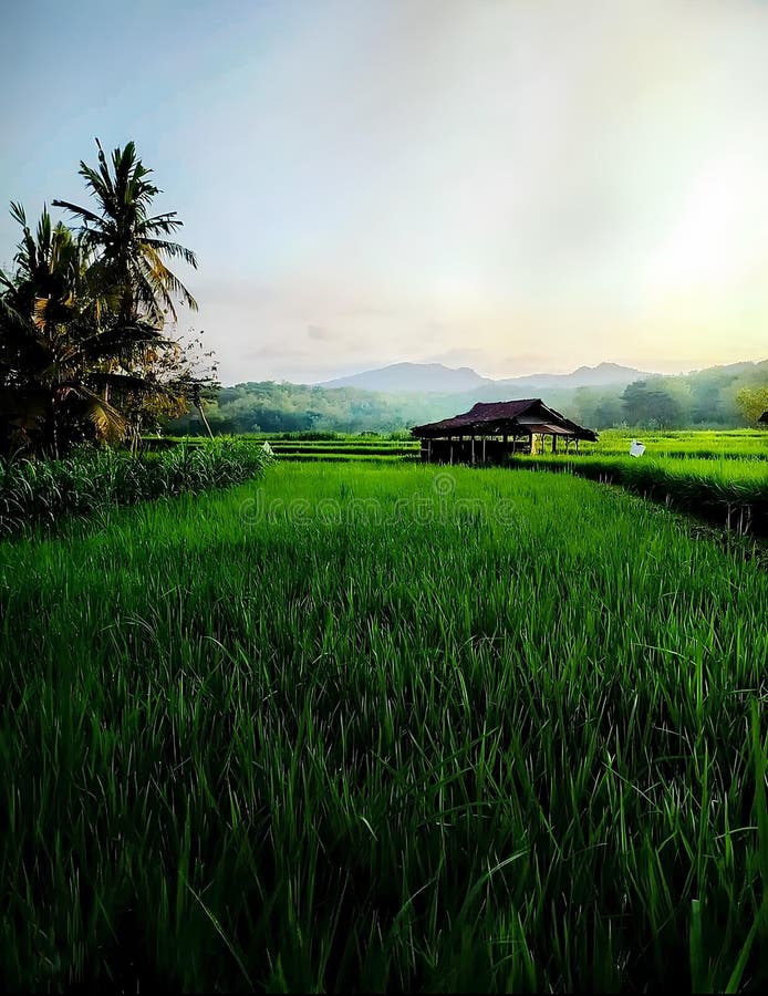 Barn in the Middle of Green Rice Fields Stock Photo - Image of green ...