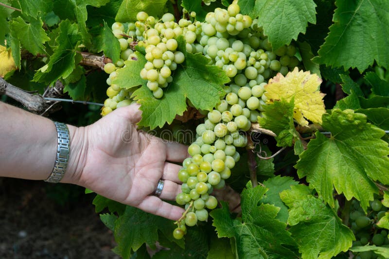 Showing the Quality of the Grape Stock Photo - Image of ferment, grapes ...