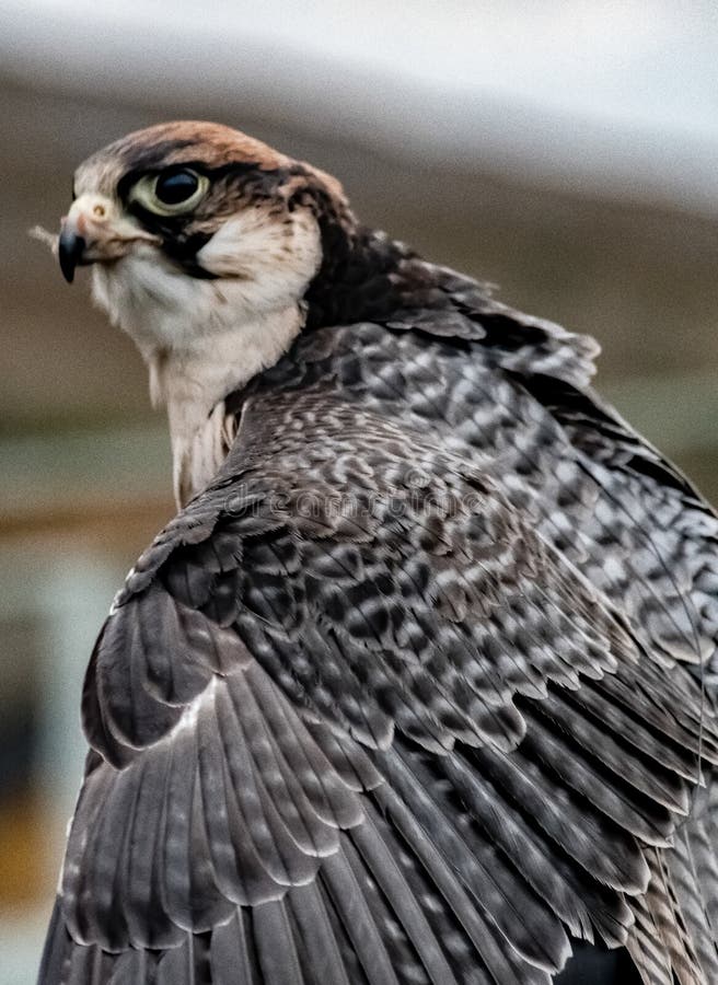 Showing Some Plumage Saker Falcon Stock Photo - Image of falcon ...
