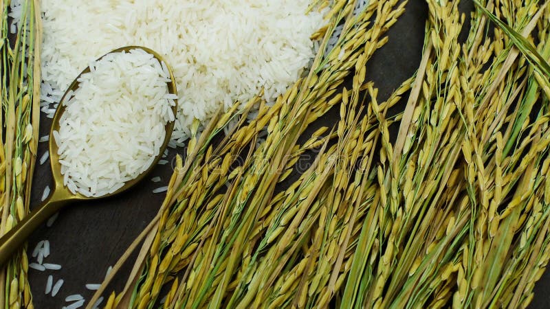 Thai rice varieties stock photo. Image of asian, cooking - 143928940