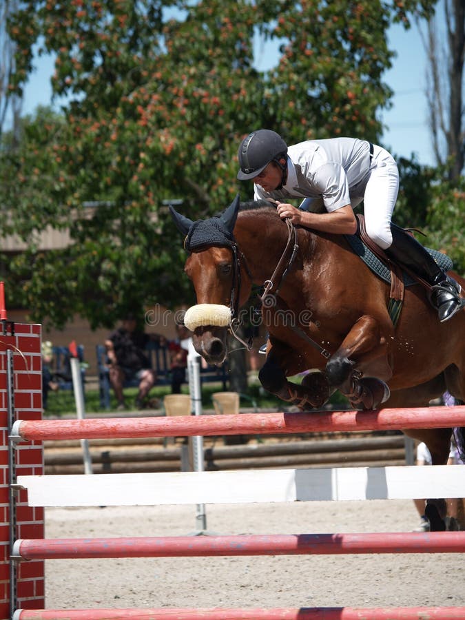 Showjumping stock photo. Image of race, stiffbit, horseman - 18829142