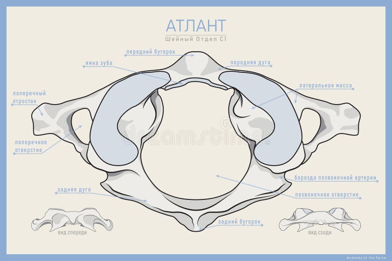 Atlas C1 Vertebra Anatomy Functions Labeled Diagram - vrogue.co Atlas C1 Vertebra Anatomy Functions Labeled Diagram - vrogue.co