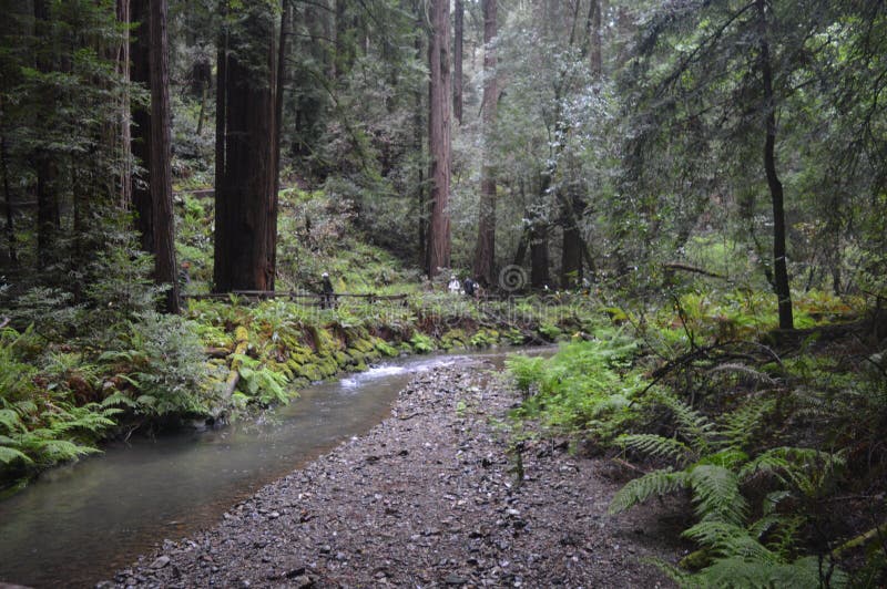Stream through Forest stock image. Image of shades, forest - 100843635