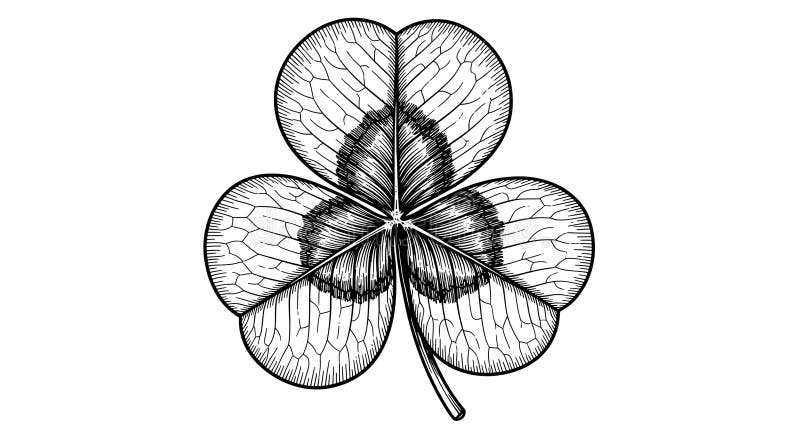 A Black and White Illustration of a Three-leaf Clover with Detailed ...