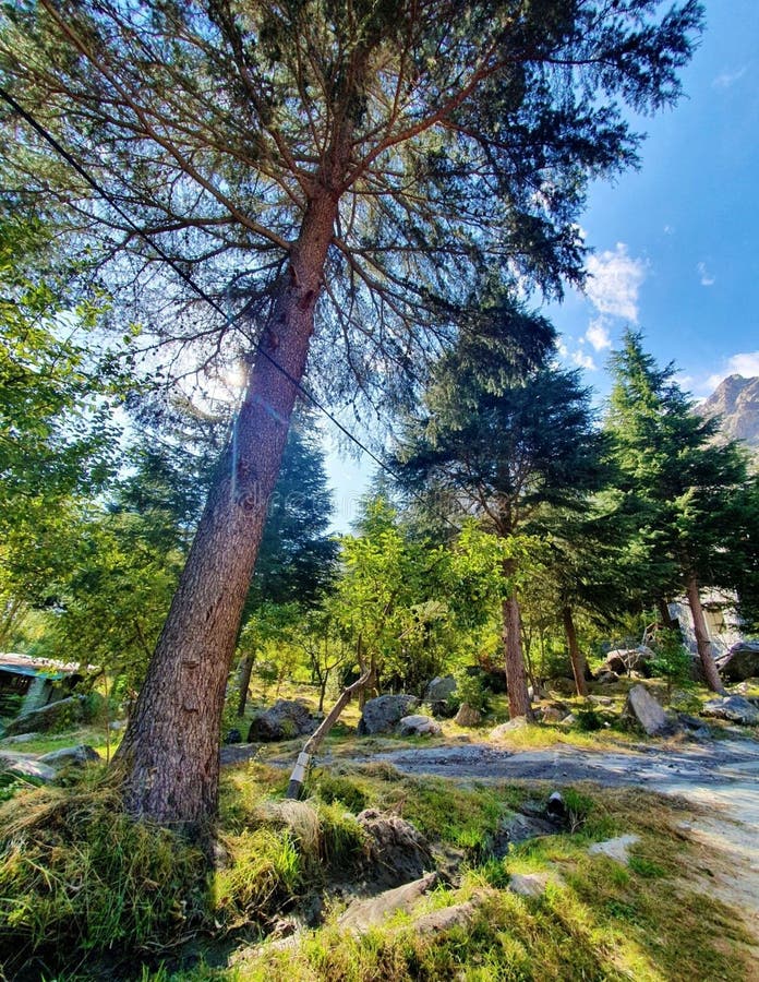 The Image is of a Tree in a Forest in Pakistan. Stock Image - Image of ...