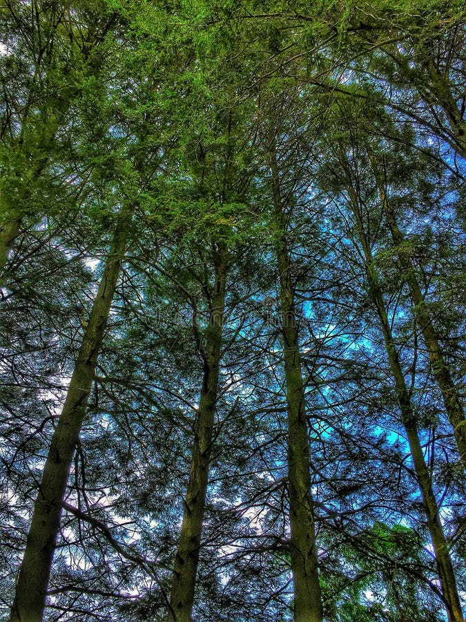 Trees stock photo. Image of unknown, shows, trees, looking - 226643872