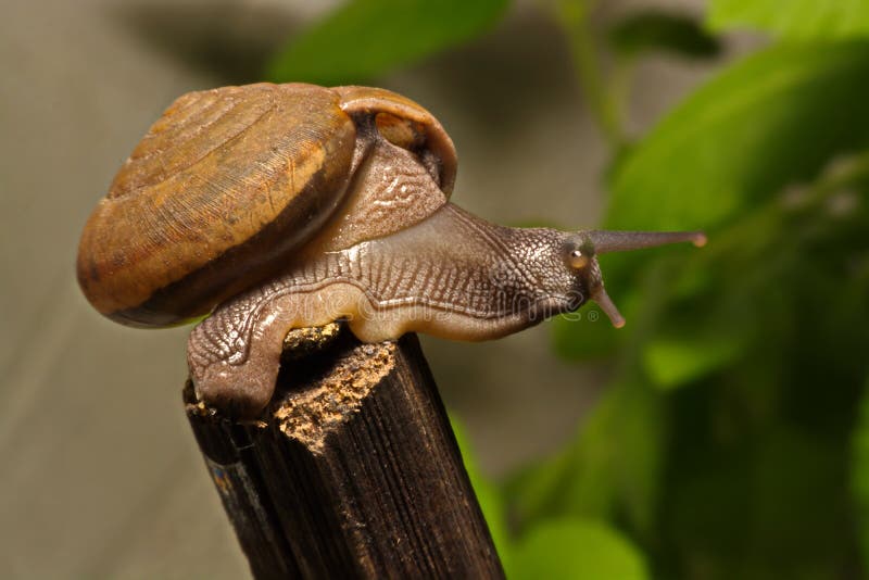 Shows a Snail Crawling Close-up Stock Photo - Image of pomatia, outdoor ...