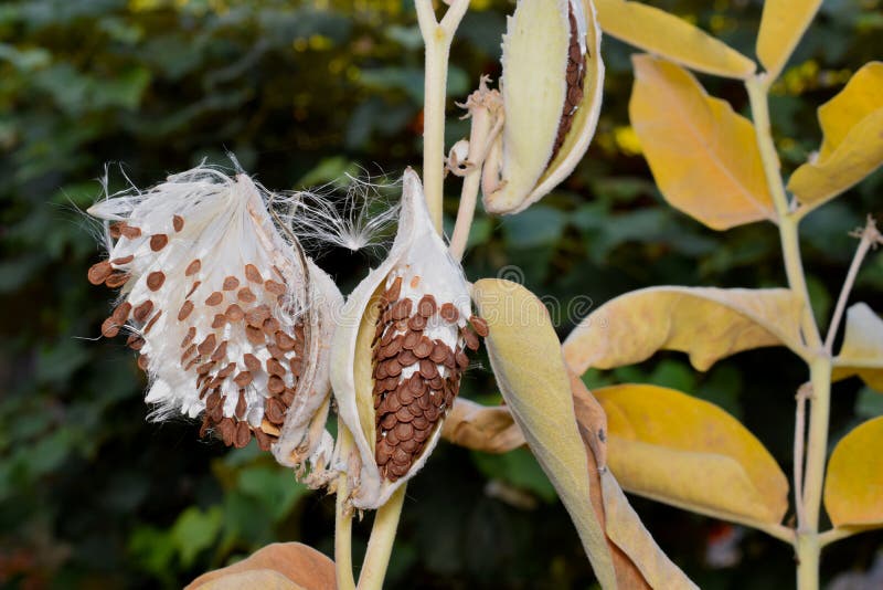 Showy Milkweed Pod Fluff in the Wind 02 Stock Photo - Image of garden ...