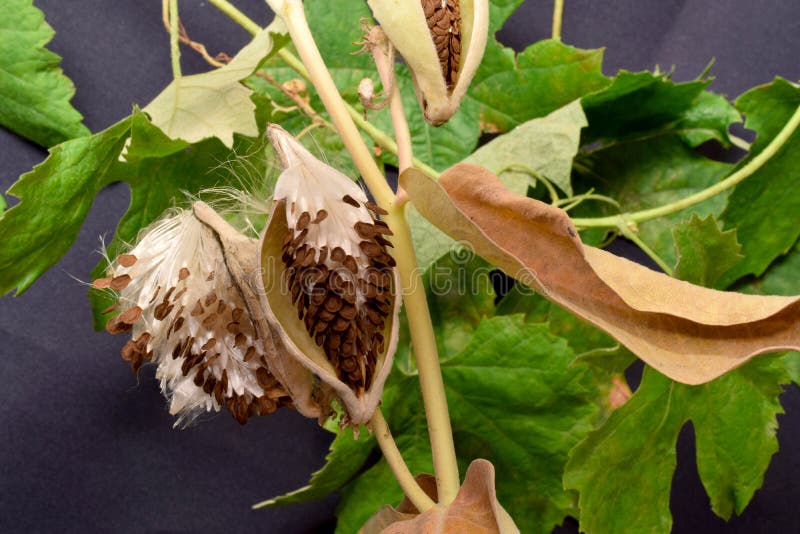 Showy Milkweed Pod Fluff in the Wind 03 Stock Image - Image of fluff ...