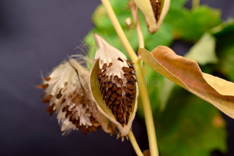 Showy Milkweed Pod Fluff in the Wind 05 Stock Image - Image of ...