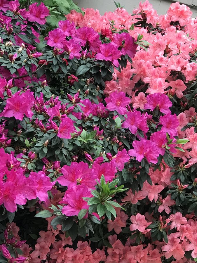 Showy Pink Flowers of an Azalea. Stock Photo - Image of blossom, garden ...