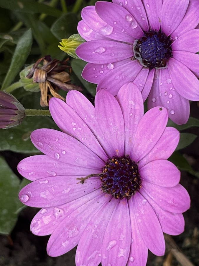 Showy Pink Flowers in the Nursery. Dimorphotheca Sinuata Stock Photo ...