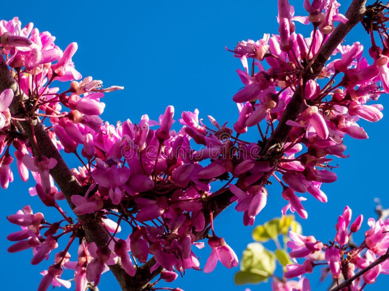 The Showy Redbud Flowering Tree Branch Stock Photo - Image of pink ...