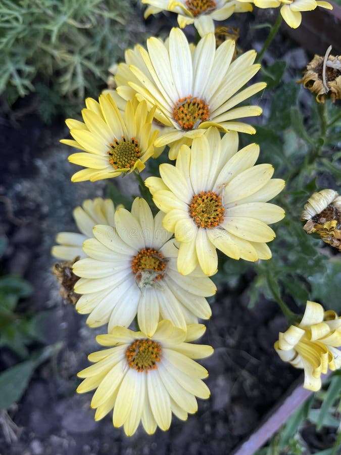 Showy Yellow Flowers in the Nursery. Dimorphotheca Sinuata Stock Photo ...