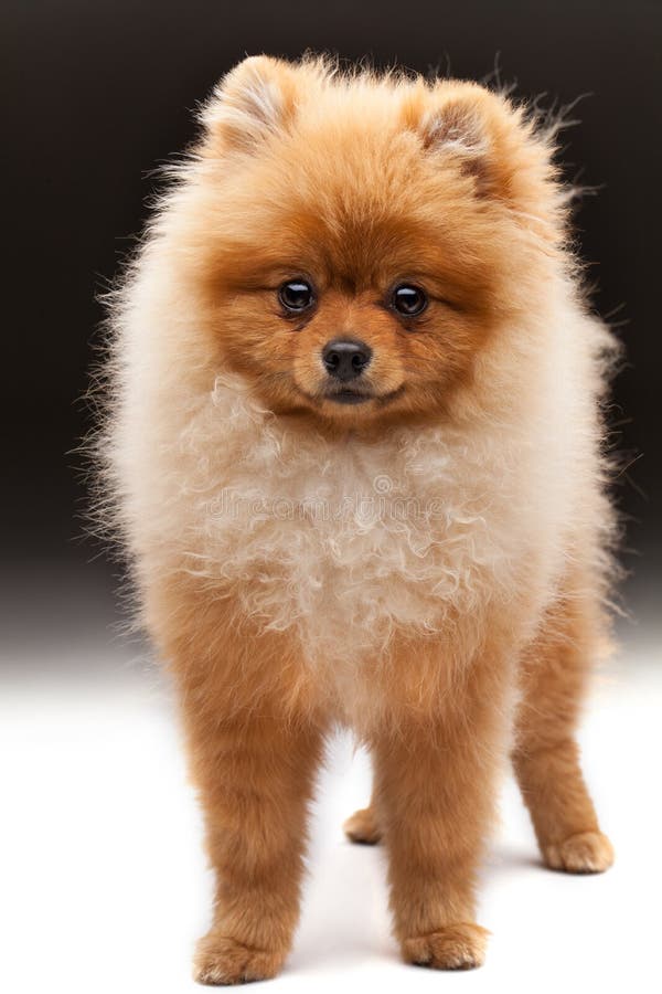 Shpitz puppy stock photo. Image of small, spitztype, shpitz - 31404256