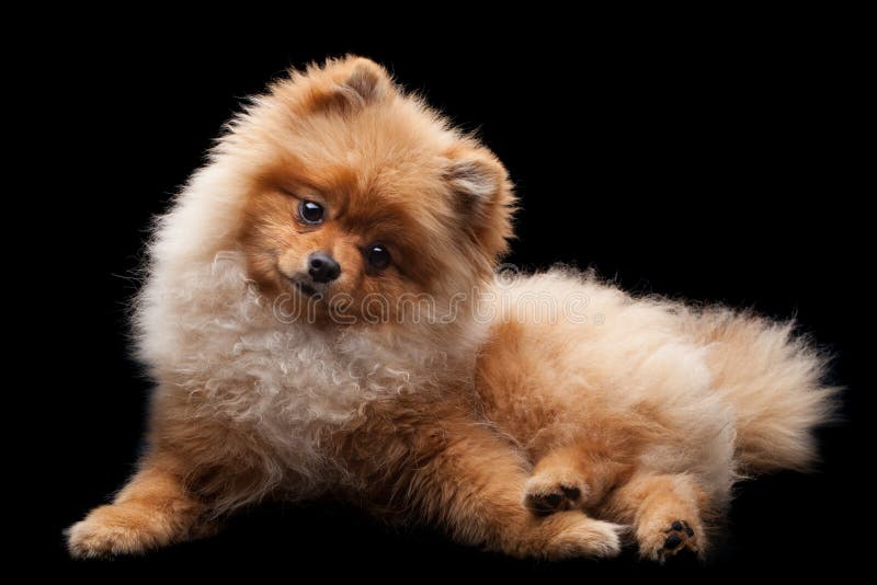 Shpitz sobre o fundo preto foto de stock. Imagem de macio - 31404166