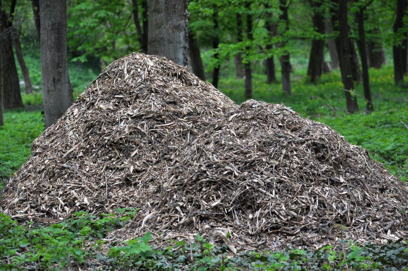Shredded Branches of Trees and Shrubs Stock Photo - Image of burning ...