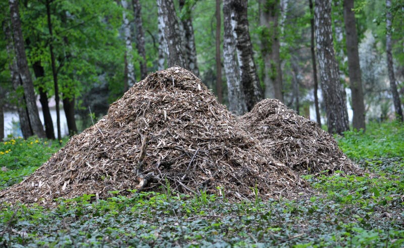 Shredded Branches of Trees and Shrubs Stock Image - Image of energy ...