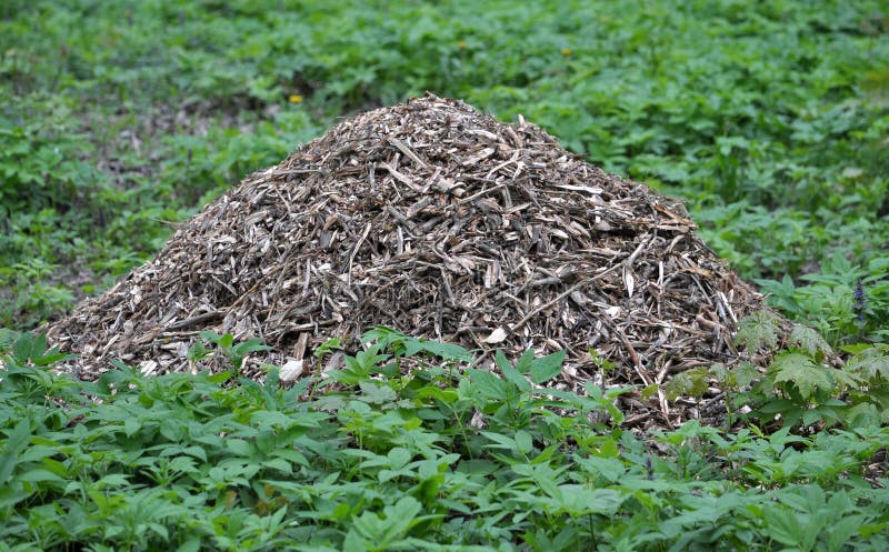 Shredded Branches of Trees and Shrubs Stock Image - Image of combustion ...