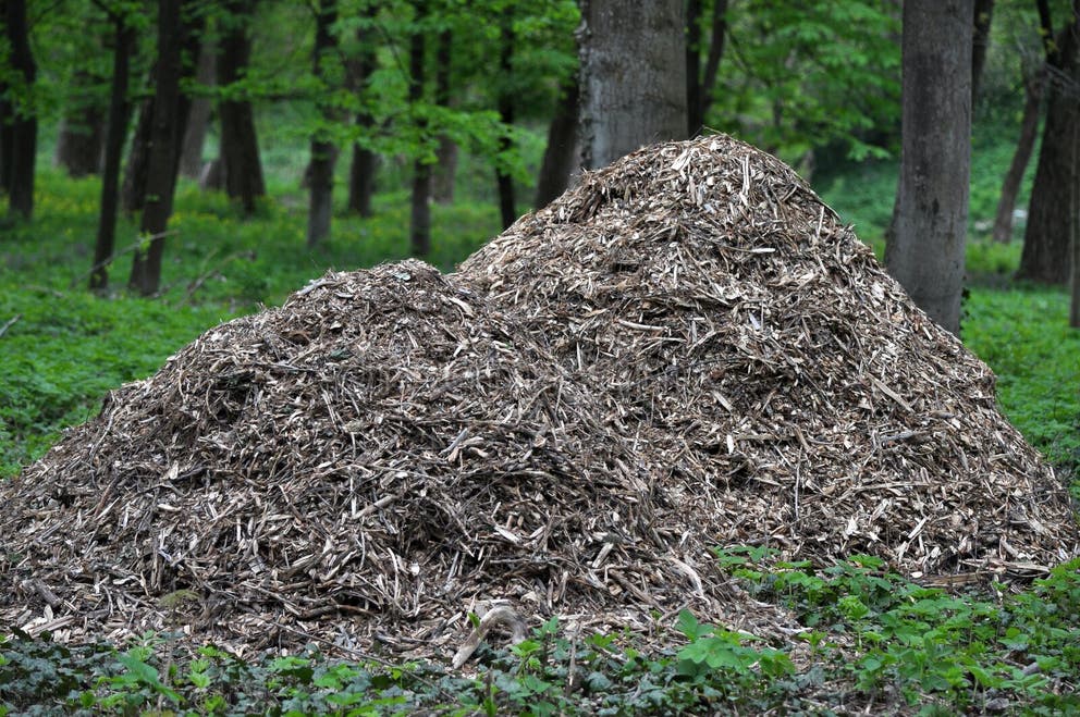 Shredded Branches of Trees and Shrubs Stock Image - Image of pattern ...