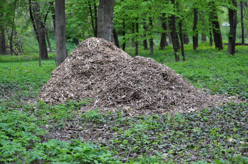 Shredded Branches of Trees and Shrubs Stock Photo - Image of burning ...