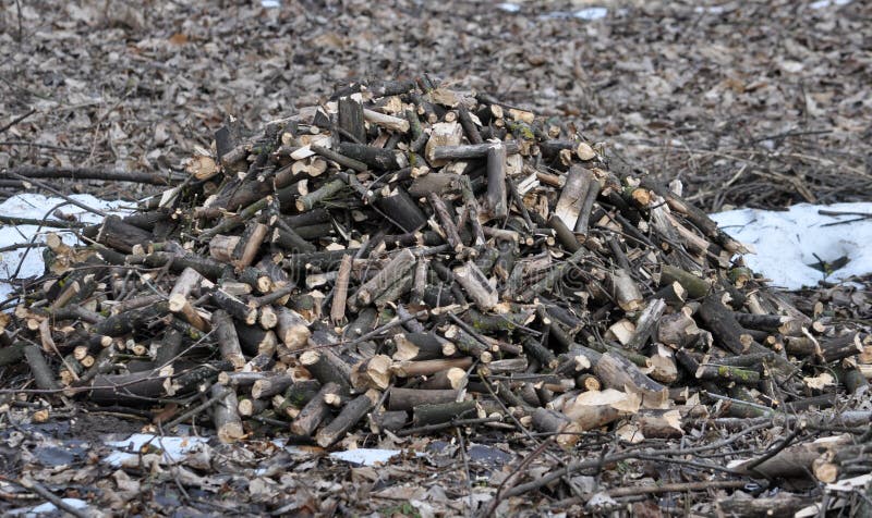 Shredded Branches of Trees and Shrubs Stock Photo - Image of ...