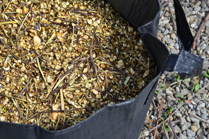 Lucerne (alfalfa) stock image. Image of health, farmer - 23870425
