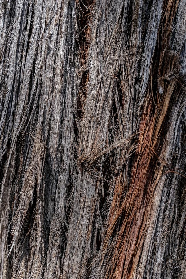 Shredded stock image. Image of bark, spring, torn, texture - 102133755