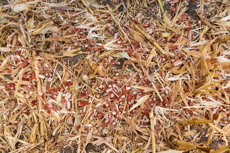 Shredded Stems and Corncobs on Corn Field after a Harvesting Stock ...