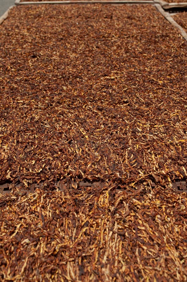 Shredded Tobacco is Being Dried Outside To Be Processed Stock Image ...
