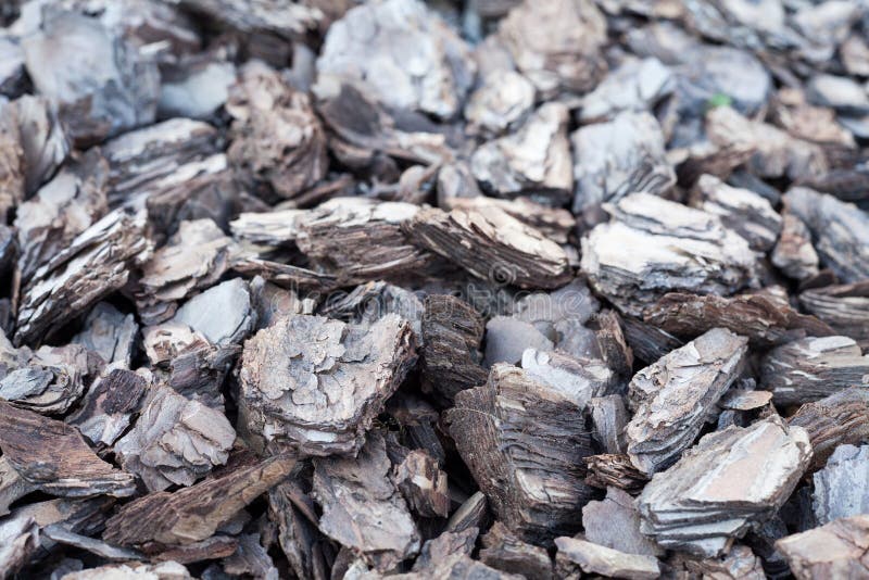 2,419 Shredded Tree Stock Photos - Free & Royalty-Free Stock Photos ...