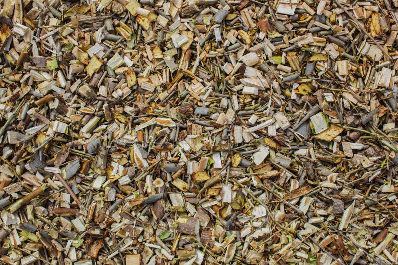 Shredded Tree Branches and Bushes Lie on the Ground. Stock Image ...