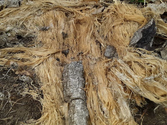 Shredded Tree Light Bark in Woods Stock Photo - Image of bark, light ...