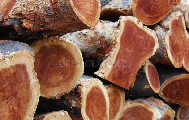 Shredded trees pile stock image. Image of renewable, fire - 59014335