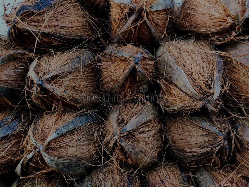 Shree Fal or Nariyal for Pooja Stock Image - Image of nariyal, food ...