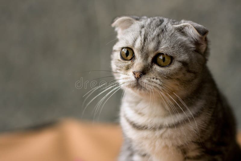 Shrek de chat image stock. Image du animaux, doux, pets - 7425225