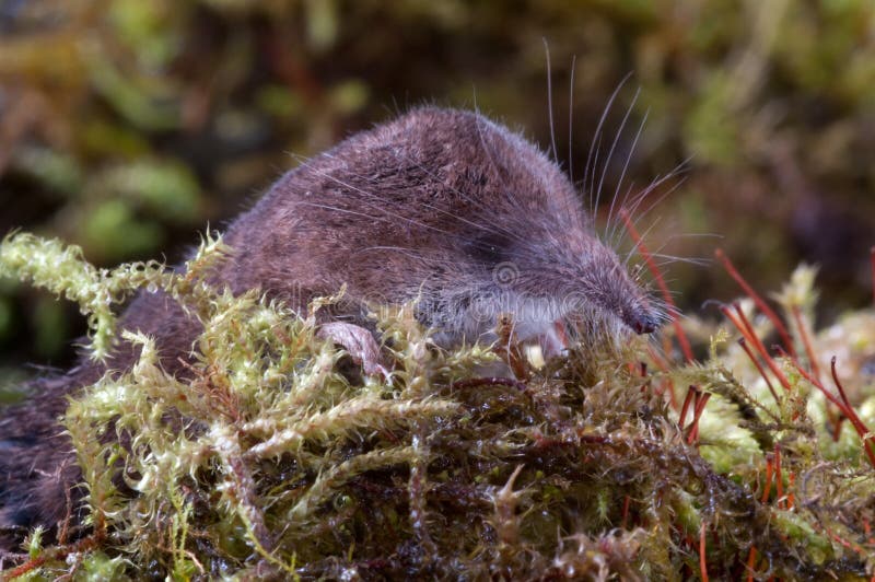 Shrew in amongst the moss stock image. Image of moss - 46580523