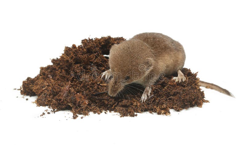 Mouse Shrew in the Snow at Night Stock Image - Image of forest ...