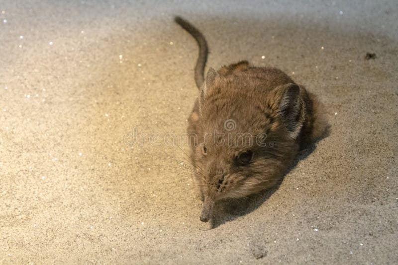 Shrew Mouse Over Dirt Isolated Stock Image - Image of animal, wildlife ...