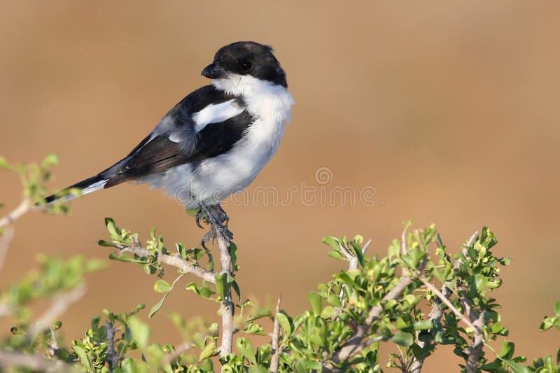 Shrike Bird stock photo. Image of beak, common, nature - 13098520