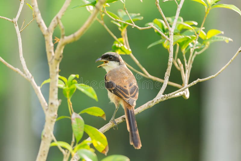 Shrike stock image. Image of food, background, fauna - 43170589