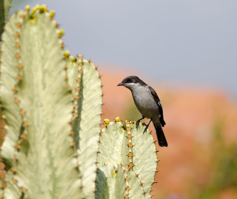 Shrike on cactus stock image. Image of lanius, perched - 32075951