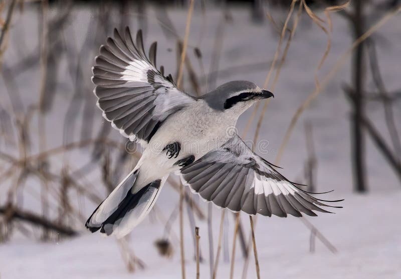 Shrike Flying Up into the Trees for a Perch Stock Photo - Image of ...