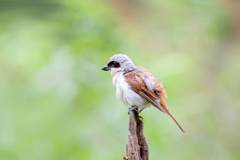 Shrike stock image. Image of steeln, animal, wild, birds - 73400485