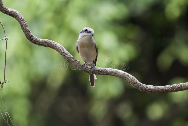 Lannie Grandmother Stock Photos - Free & Royalty-Free Stock Photos from ...