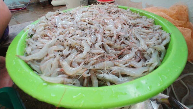 Shrim Prawn White Prawns Seafood Stock Image - Image of seafood, prawns ...